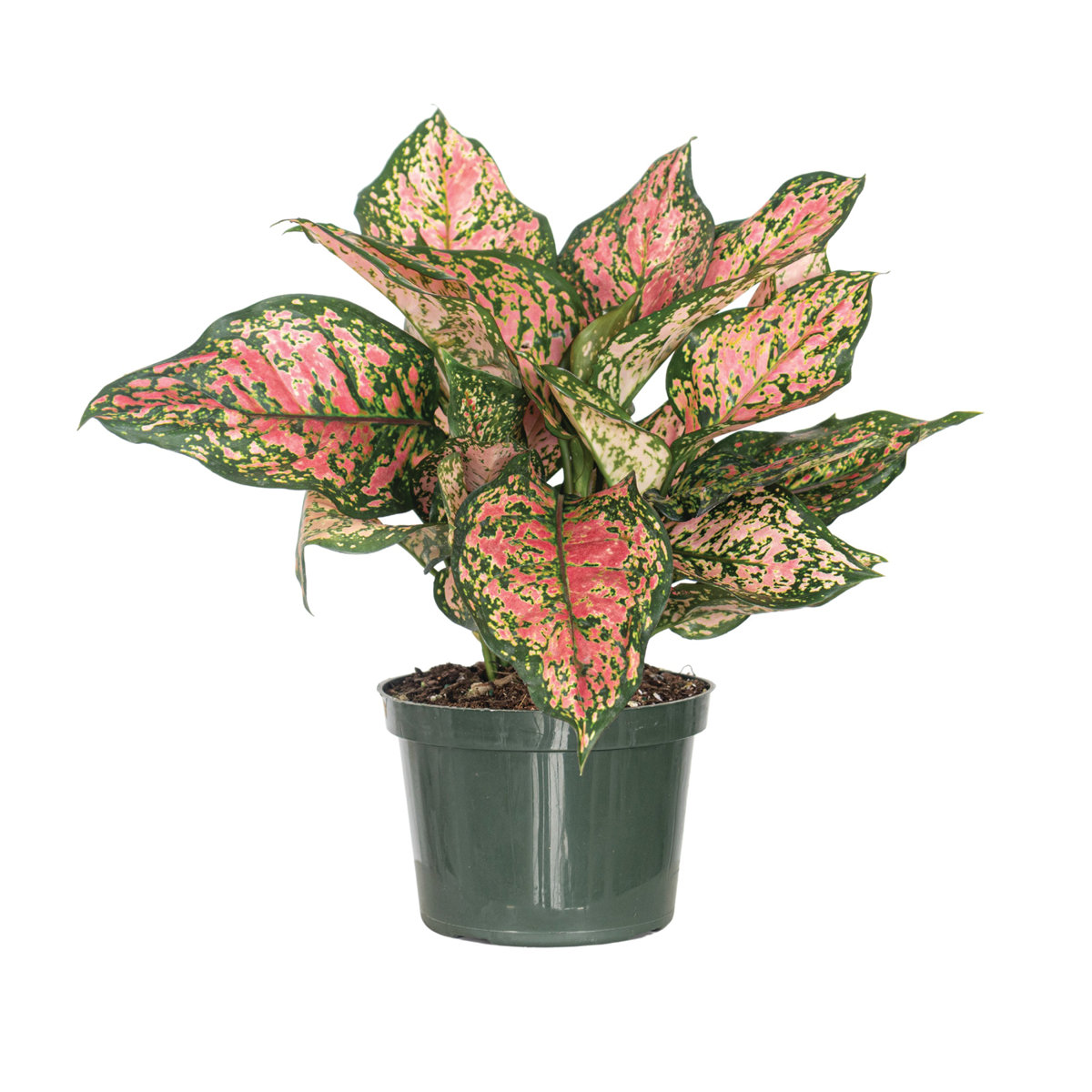 United Nursery Live Chinese Evergreen Plant Aglaonema Ruby Ray Indoor Houseplant in 6 Inch ...